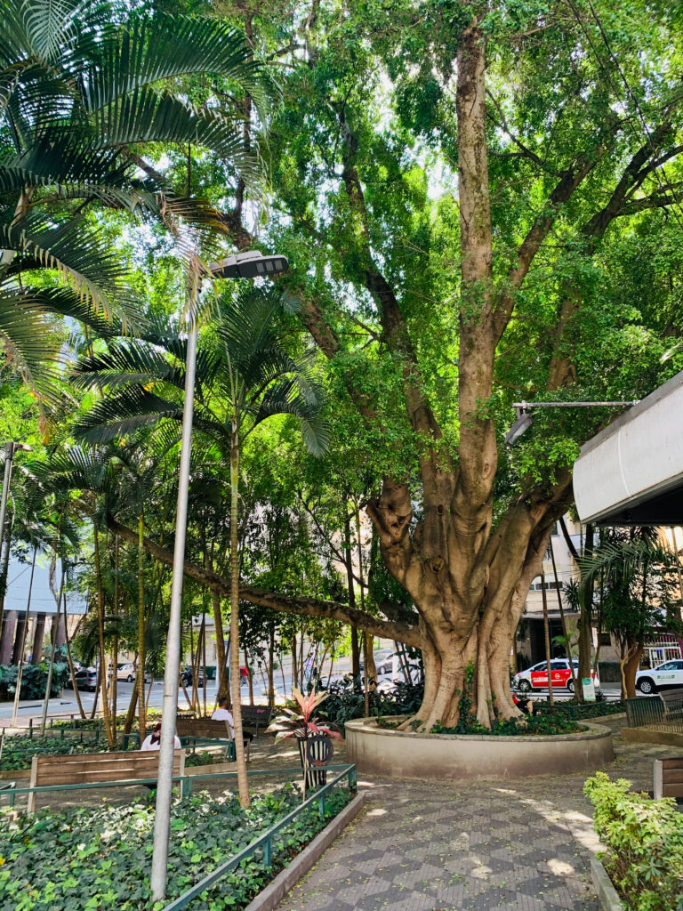 Os encantos de Higienópolis: o que ver e fazer no tradicional bairro ...